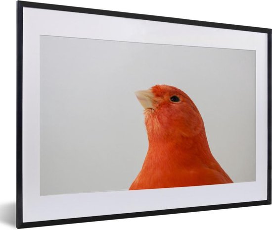 Fotolijst incl. Poster - Rode kanarie - 60x40 cm - Posterlijst | bol.com