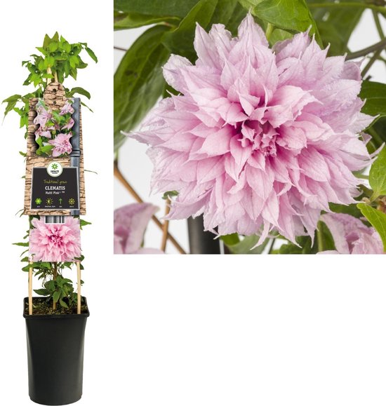 Klimplant Clematis Multi Pink PBR 75 cmVan der Starre | bol.com