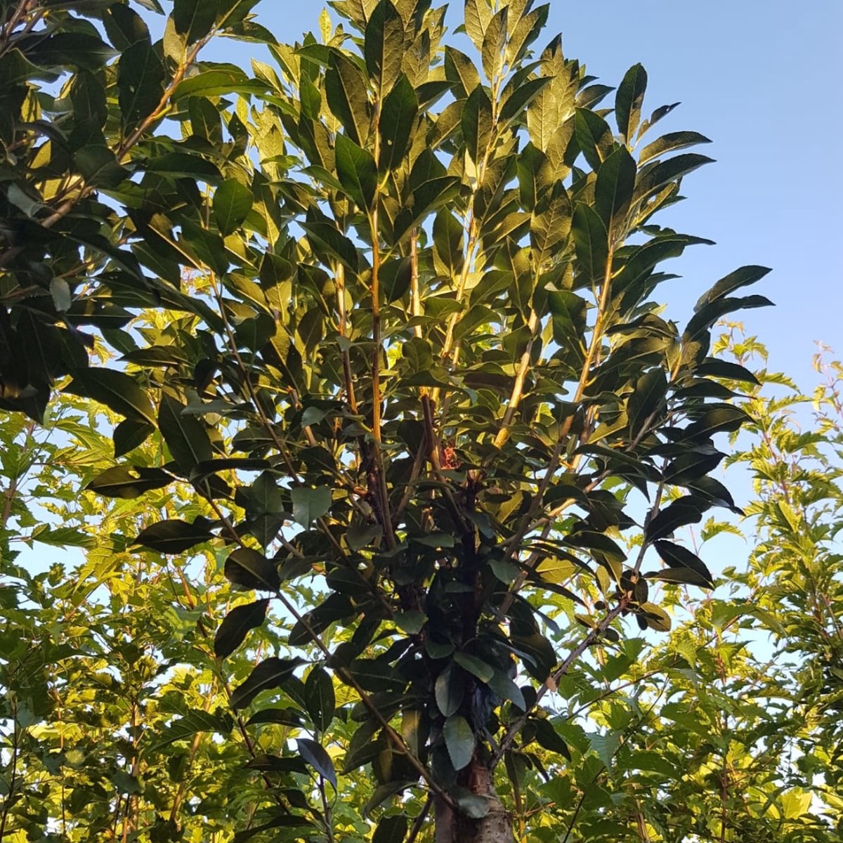 Bolkers - Prunus eminensis Umbraculifera | Omtrek: 8-12 cm | Hoogte ...