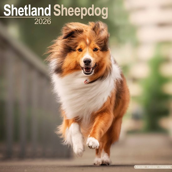 Shetland Sheepdog Kalender 2026 | bol