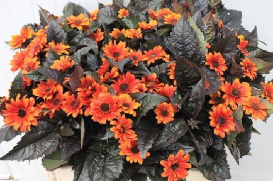 10x Heliopsis red shades 60cm | bol