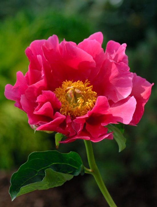 Plants Online - Tuinplanten - Vaste planten - Set van 3 - Paeonia (LD ...