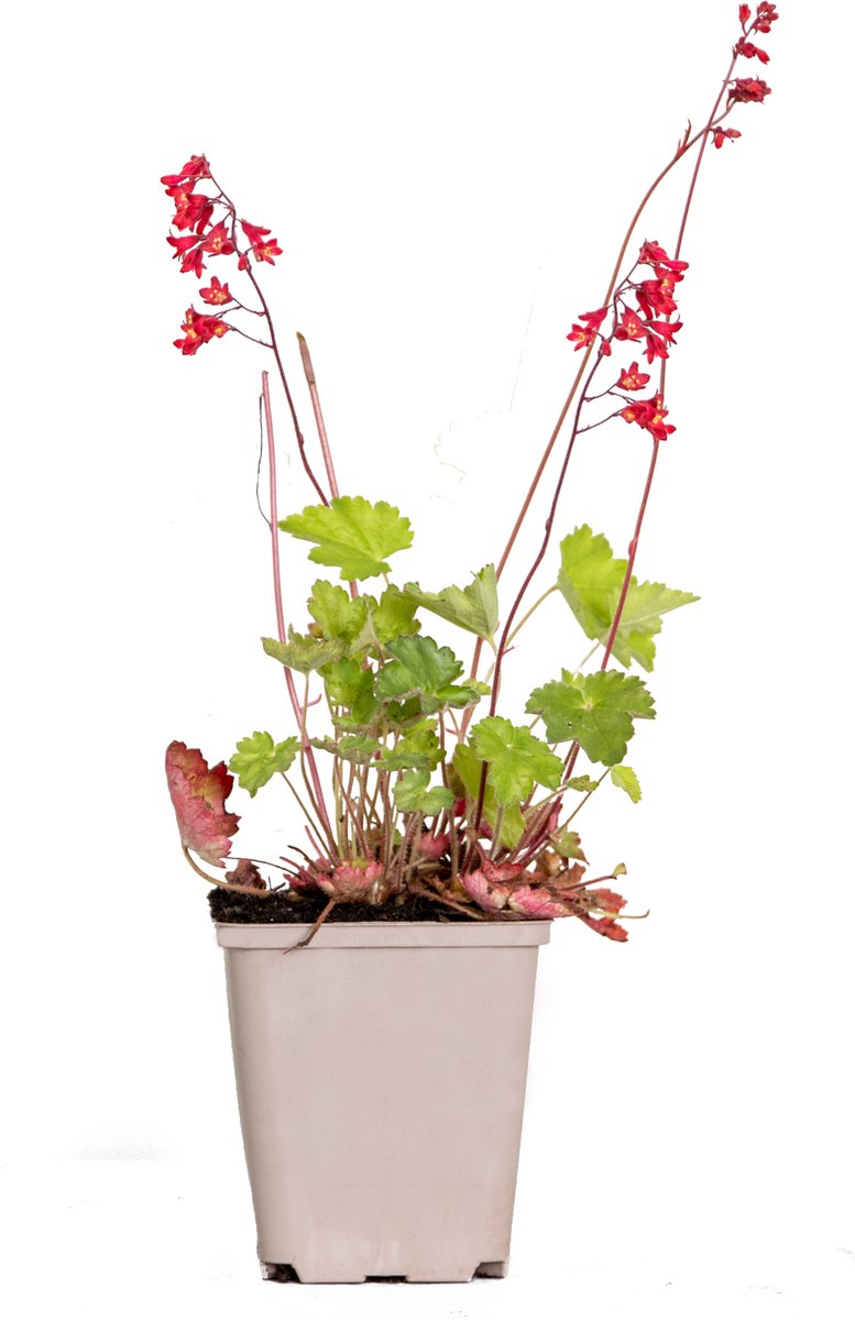 Heuchera sanguinea 'Splendens' - Purperklokje - Vaste Plant ...