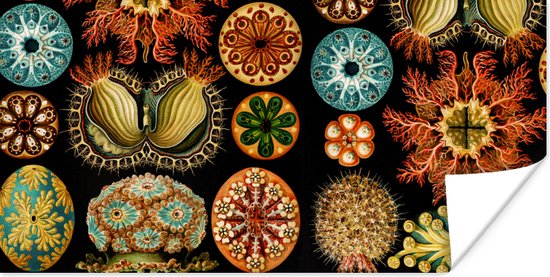 Poster Vintage - Ernst Haeckel - Zeedier - Natuur - Zee - Kunst ...