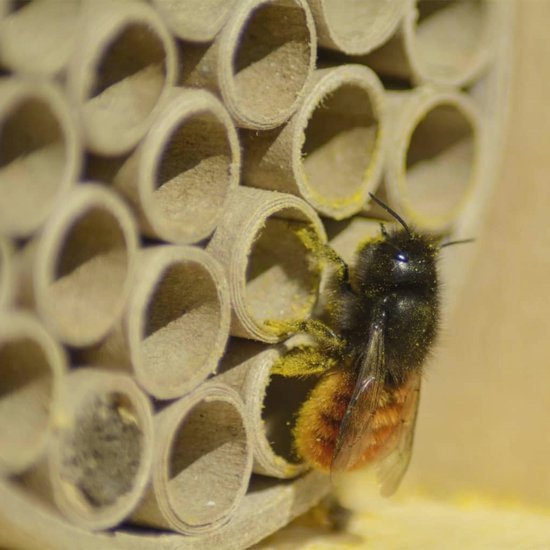 Professioneel Wilde Bijenhotel met Papieren Buisjes - Insectenhotel ...