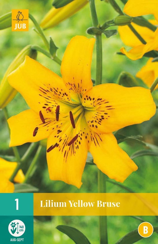 Lilium 'Yellow Bruse' - Aziatische Lelie - 6 sets | bol.com
