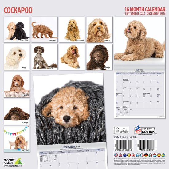 Cockapoo Kalender 2023 Modern | bol.com