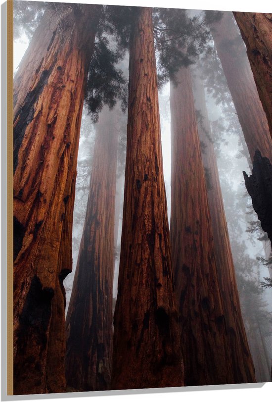 WallClassics - Hout - Hele Hoge Bomen in Mistig Bos - 80x120 cm - 12 mm ...