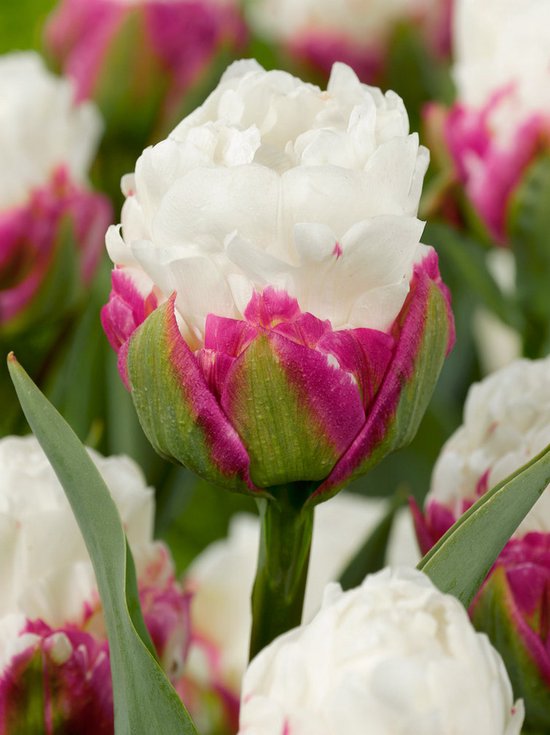 20x Tulpen 'Ice cream' - BULBi® bloembollen en planten met ...