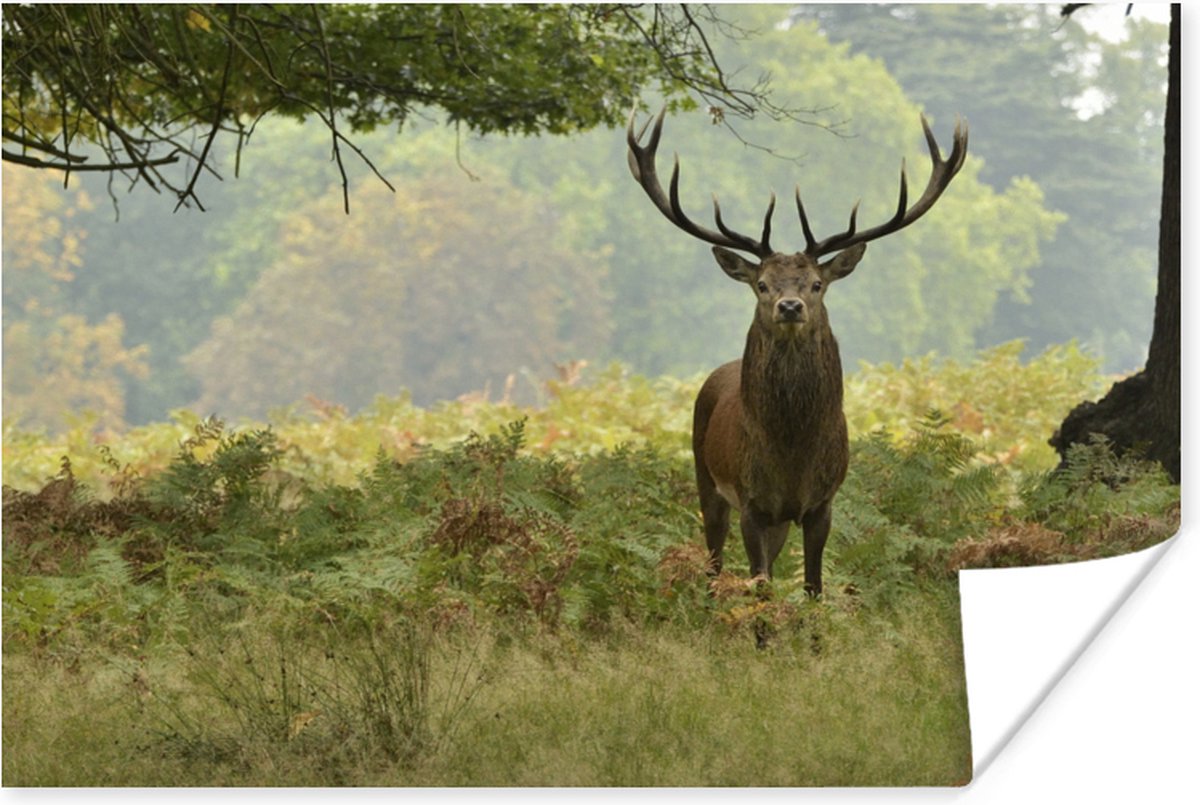 Edelhert in de natuur Poster 60x40 cm - Foto print op Poster ...