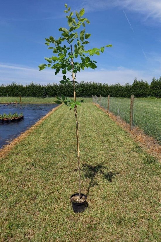 Jonge Geelhout boom | Cladrastis kentukea | 100-150cm hoogte | bol