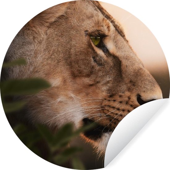 Behangcirkel - Leeuw - Wilde dieren - Jungle - 80x80 cm - Muurcirkel - Zelfklevend -... | bol.com