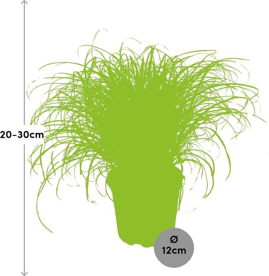 Grassen en bodembedekkers – Kattengras (Cyperus Alternifolius Zumula ...