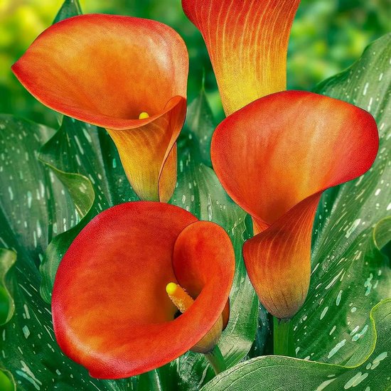 Dutch Bulbs Calla Lelie - Zantedeschia - Orange Passion - Bloembollen ...
