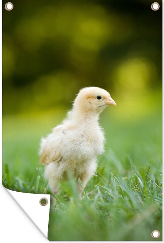 Muurdecoratie Schattig kuikentje in het groene gras - 120x180 cm ...