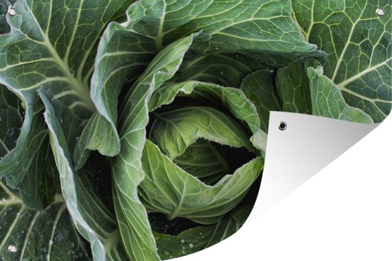 Tuinposter - Tuindoek - Tuinposters buiten - Groene kool als een roos ...