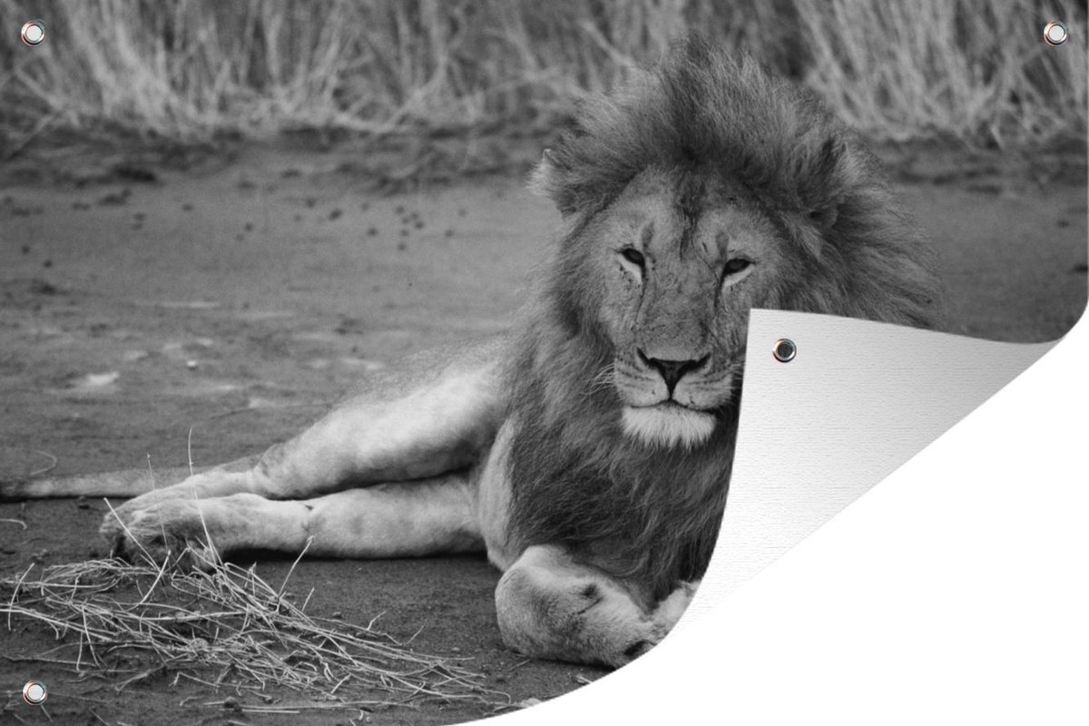 Tuinposter Liggende leeuw in Afrika - zwart wit - 130x80 cm - Wanddecoratie Buiten -... | bol.com