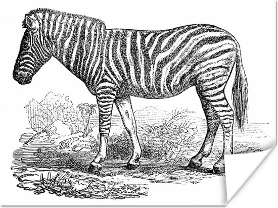 Antieke illustratie van de Quagga poster 80x60 cm - Foto print op ...