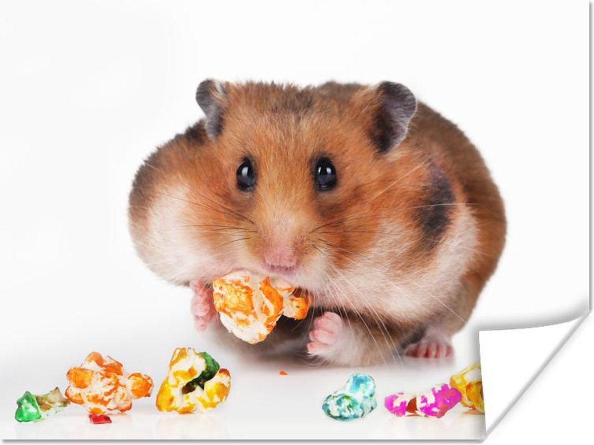 Poster - Hamster eet kleurrijk voedsel - 40x30 cm | bol.com