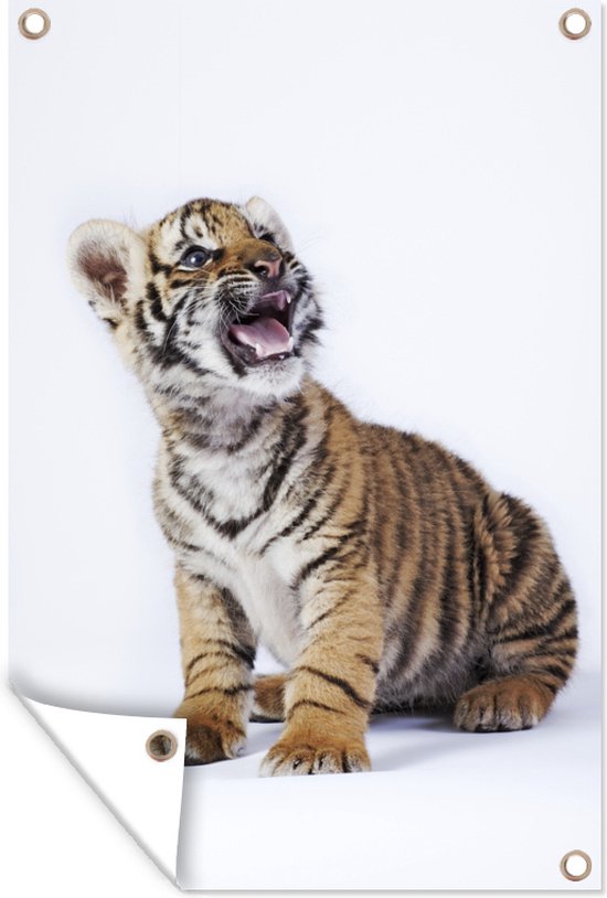 Tuinposters buiten Tijger - Welp - Dier - 60x90 cm - Tuindoek ...