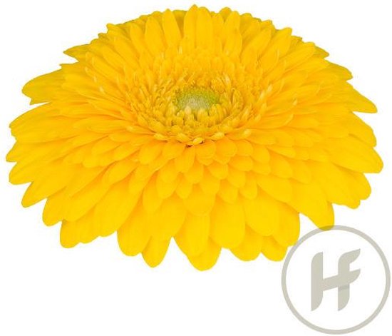 DutchFlowers - Boeket - 60x Germini pomponi fantastic 40cm | bol