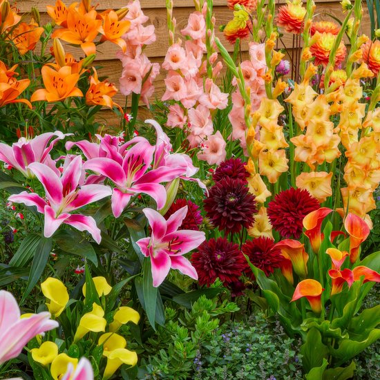 Gladiolen/ Lelies/ Dahlia/ Calla - Zomertuin Collectie - 25 stuks ...