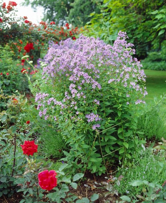 Plants Online - Tuinplanten - Vaste planten - Set van 5 - Campanula ...