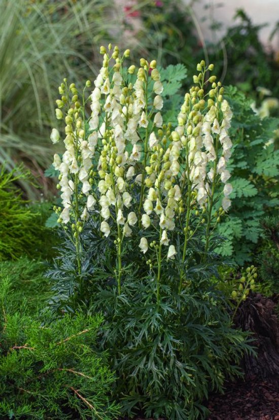 Plants Online - Tuinplanten - Vaste planten - Set van 3 - Aconitum ...