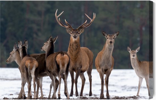 Schilderijkoning - Canvas Schilderij Een Hert En Een Hinde - 70 x 50 cm ...