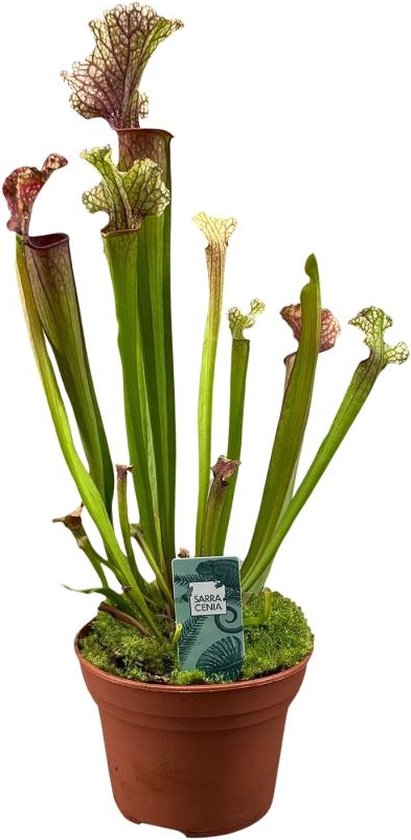 Sarracenia Juthatip Soper | bol