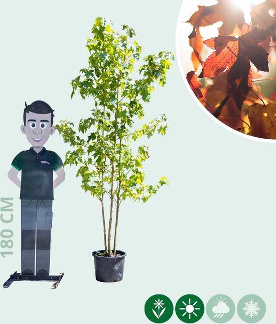 Meerstammige amberboom | Liquidambar styraciflua | Bomenbezorgd.nl | bol