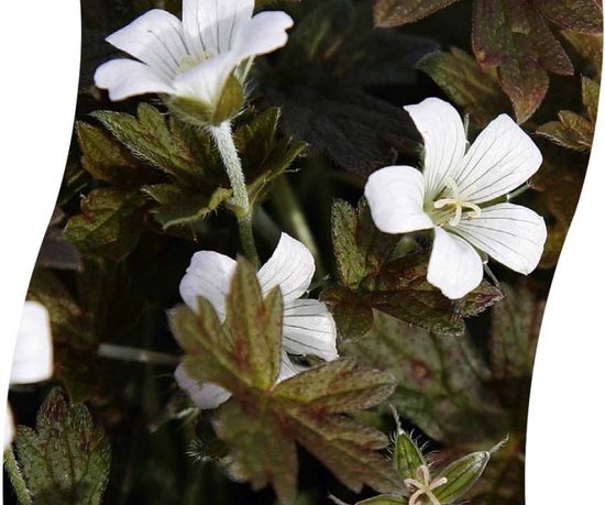 3 stuk(s) | Geranium 'Sanne' P11 | bol