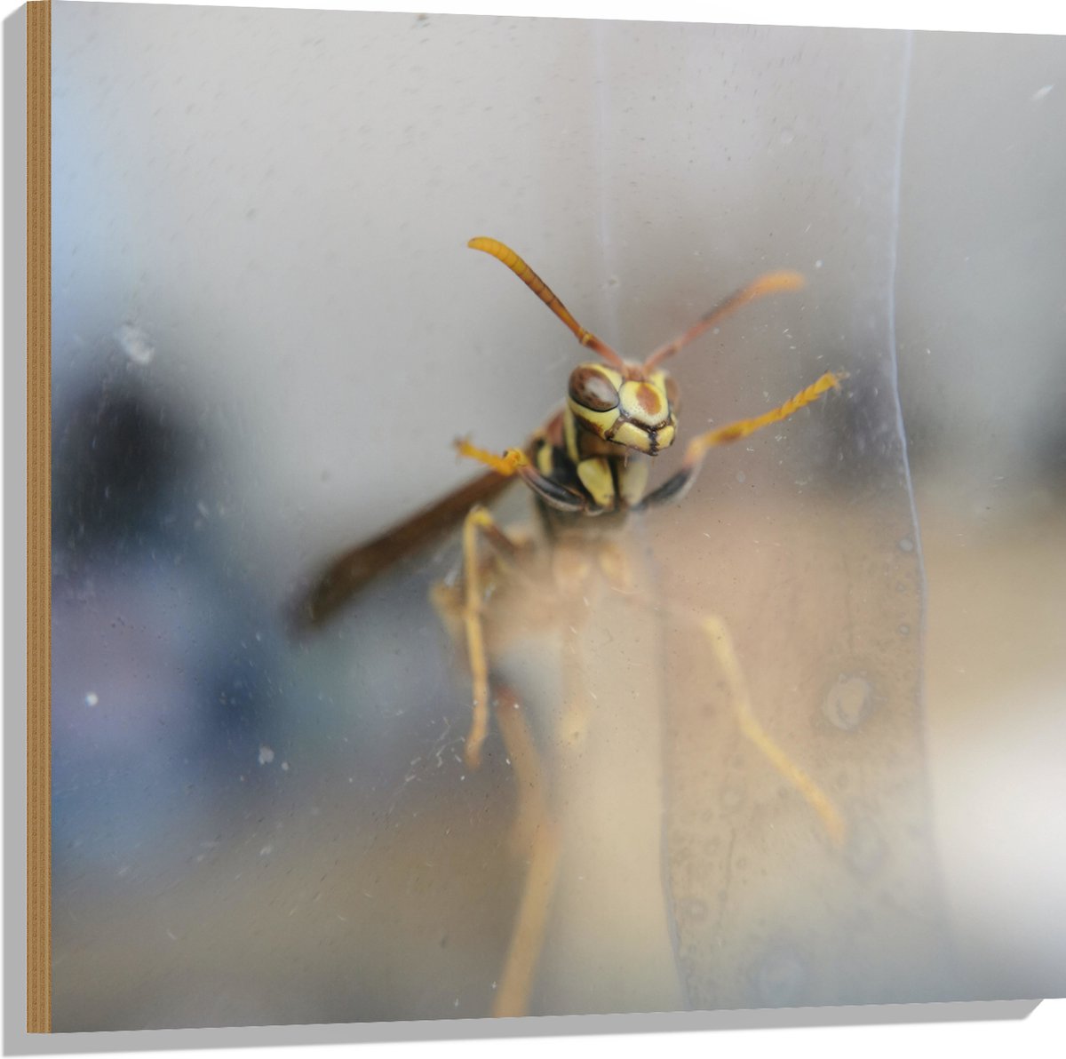 Hout - Wesp tegen Glas - 80x80 cm - 9 mm dik - Foto op Hout (Met ...