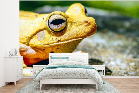 Behang - Fotobehang Gele kikker zittend op de grond - Breedte 295 cm x ...