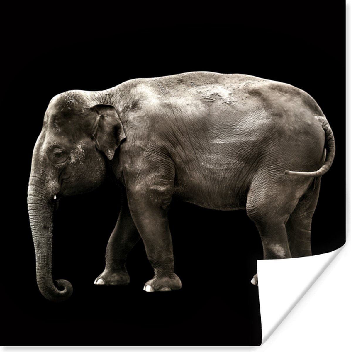Poster Olifant - Wilde dieren - Zwart - 50x50 cm | bol.com