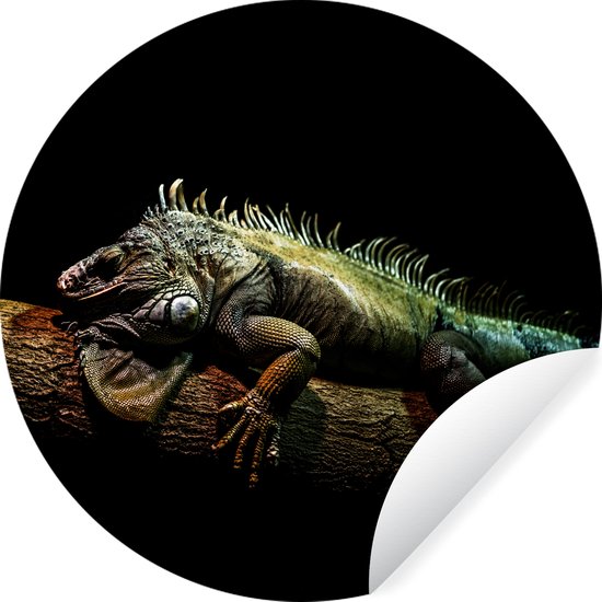 WallCircle - Muurstickers - Behangcirkel - Dier - Tak - Zwart - 100x100 cm -... | bol.com