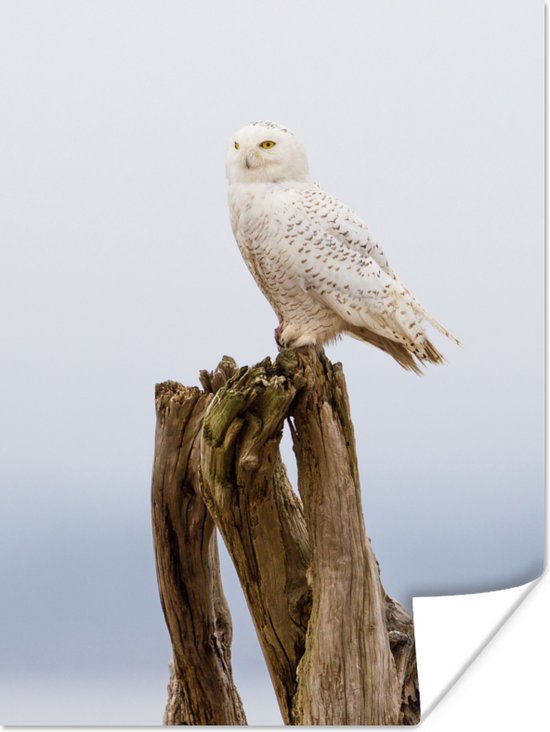 Poster Sneeuwuil zit op een knoestige boomstam - 60x80 cm | bol.com