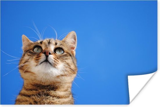 Poster Kat - Bruin - Lucht - Meisjes - Kinderen - Jongens - Kids ...