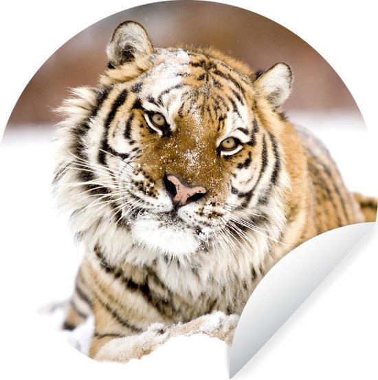 WallCircle - Muurstickers - Behangcirkel - Amur tijger ligt in de sneeuw - 100x100 cm... | bol
