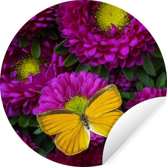 WallCircle - Muurstickers - Behangcirkel - Een oranje vlinder op Aster bloemen - 30x30... | bol
