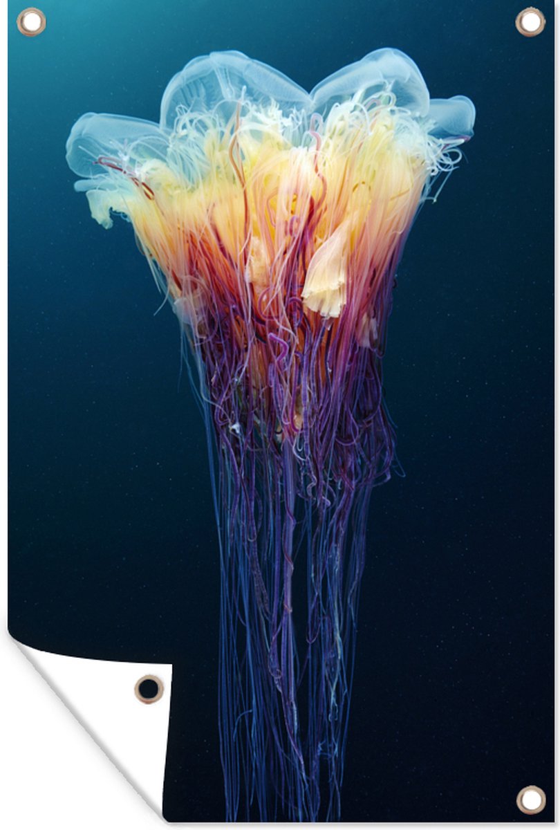 Décoration de jardin La plus grande méduse du monde dite la méduse du ...