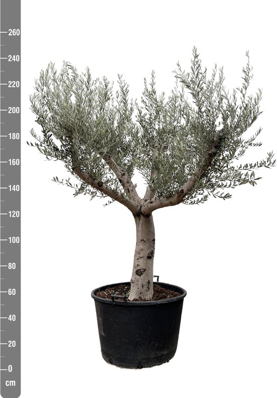 Fruitboom – Olijf boom (Olea Europaea) – Hoogte: 250 cm – van Botanicly ...