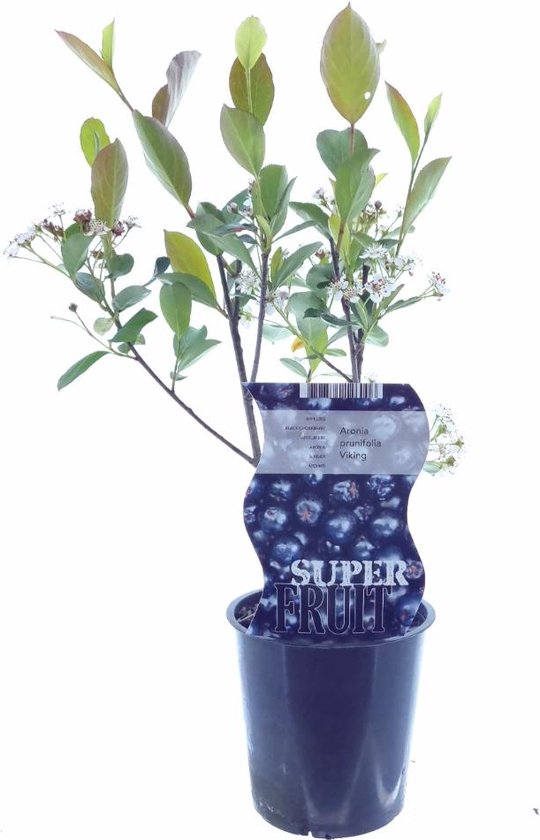 De Appelbessenstruik, fruitstruik, kleur donkerpaars-zwart, Aronia ...