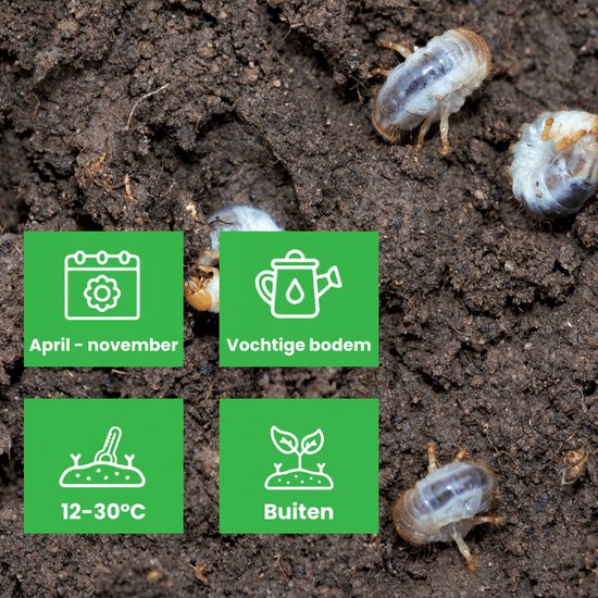 Aaltjes tegen engerlingen - voor 100m² grond - natuurlijk engerlingen ...