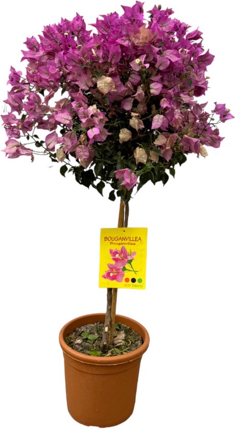 Bougainvillea boom op stam - Kleine roze boom - 110 cm - 25cm | bol