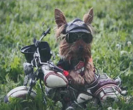 Harley Davidson Yorkie, de ultieme bikerhond, schittert in dit ...