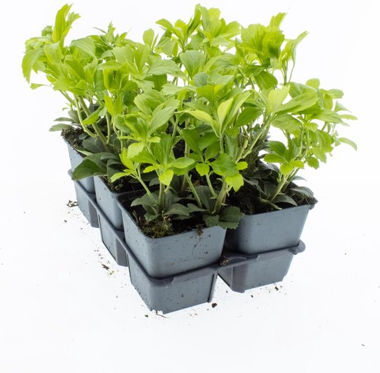 Bodembedekker Schaduwkruid - 12 Stuks - Pachysandra terminalis - P9 ...