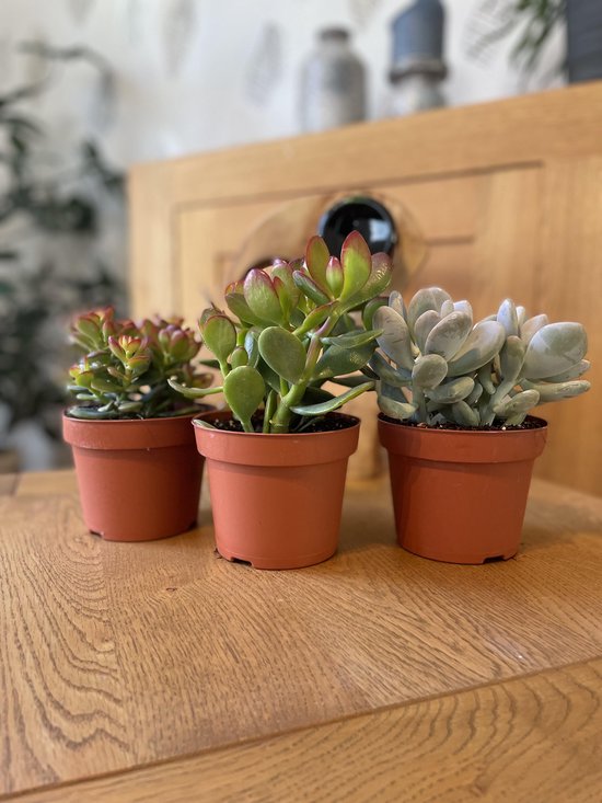 3 stuks vetplanten - 16-22cm - Zinc - Ø13 cm, : Crassula Minor Crassula ...