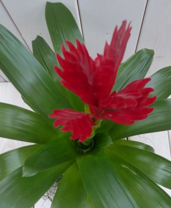 Bromelia rode pot 30 cm | bol