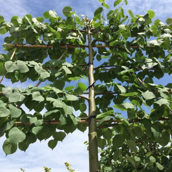 Leilinde 220 cm | Tillia europaea 'Pallida' 14-18 cm 220 cm ...